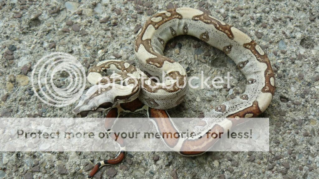 Fresh shed jungle (Rudolph) - RedTailBoas Ultimate Reptile Community