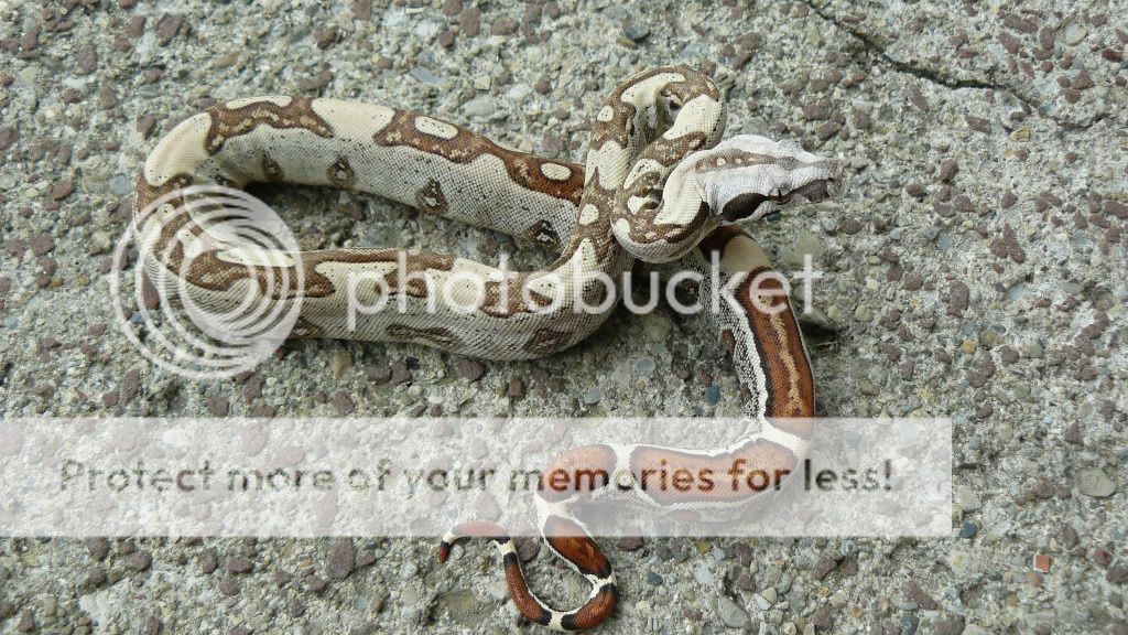 Fresh shed jungle (Rudolph) - RedTailBoas Ultimate Reptile Community