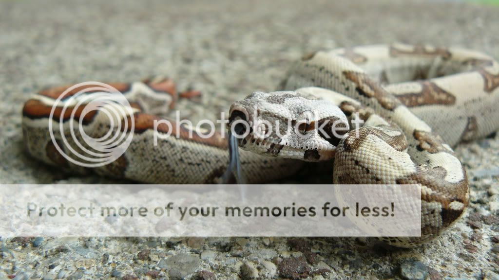 Fresh shed jungle (Rudolph) - RedTailBoas Ultimate Reptile Community